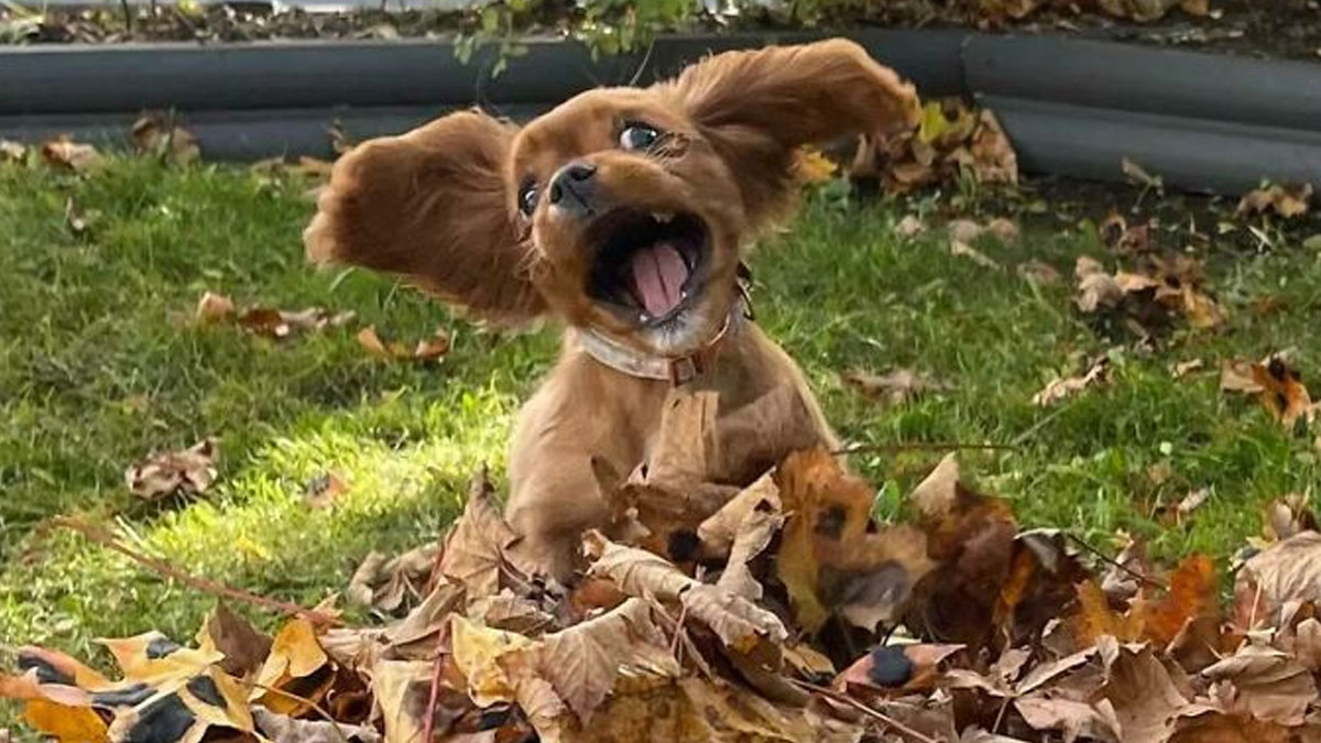 98 endearingly derpy animals that can brighten even the worst day