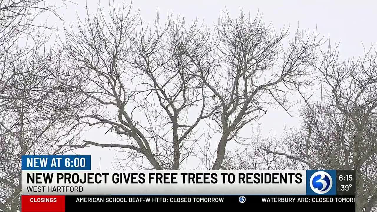 West Hartford tree project offers free trees to combat canopy loss