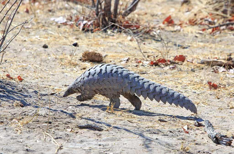 World Pangolin Day 2026: Why this ‘walking pinecone’ is the most ...