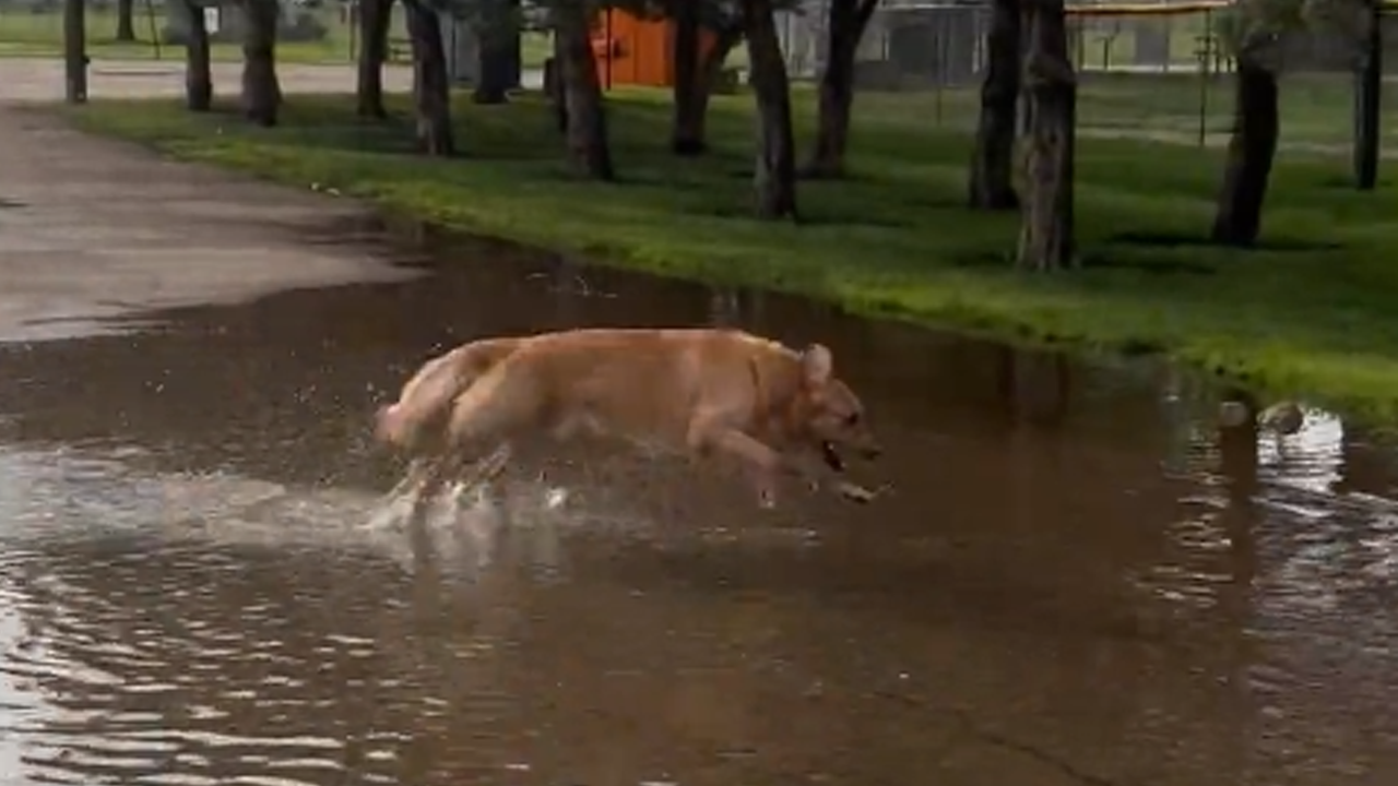 Golden retriever happily plays in the rain