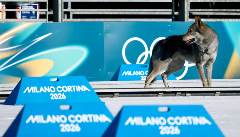 Dog crosses finish line at Olympic ski event
