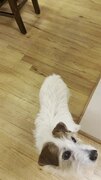 Two dogs want sweet potato