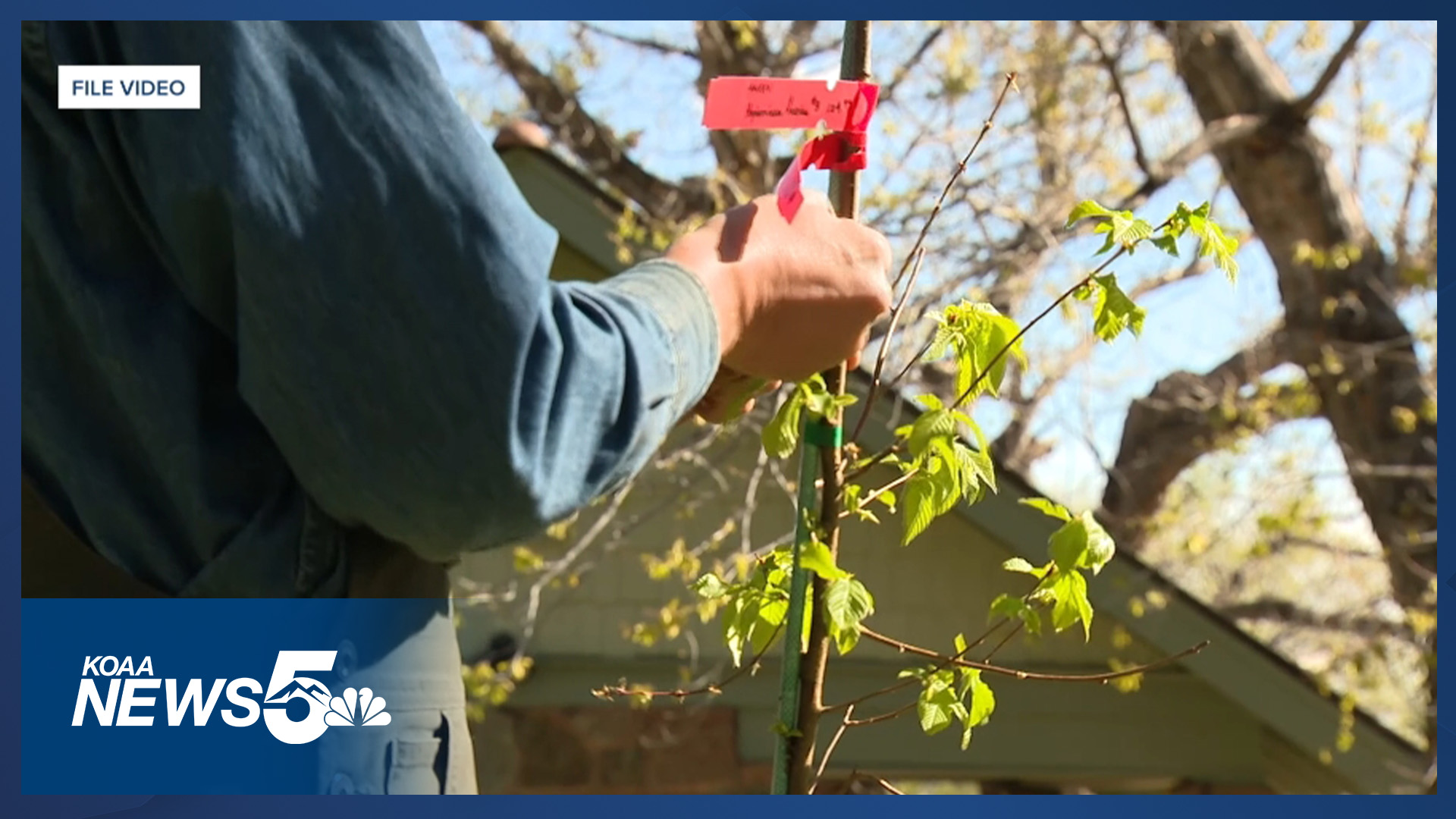 Colorado Springs launches 'Grow Shade Together' program to get more ...