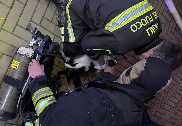 Brucia il palazzo. Gatto salvato con l’ossigeno