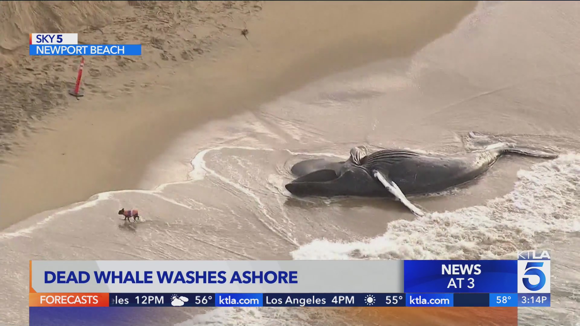 Dead whale washes ashore at Newport Beach