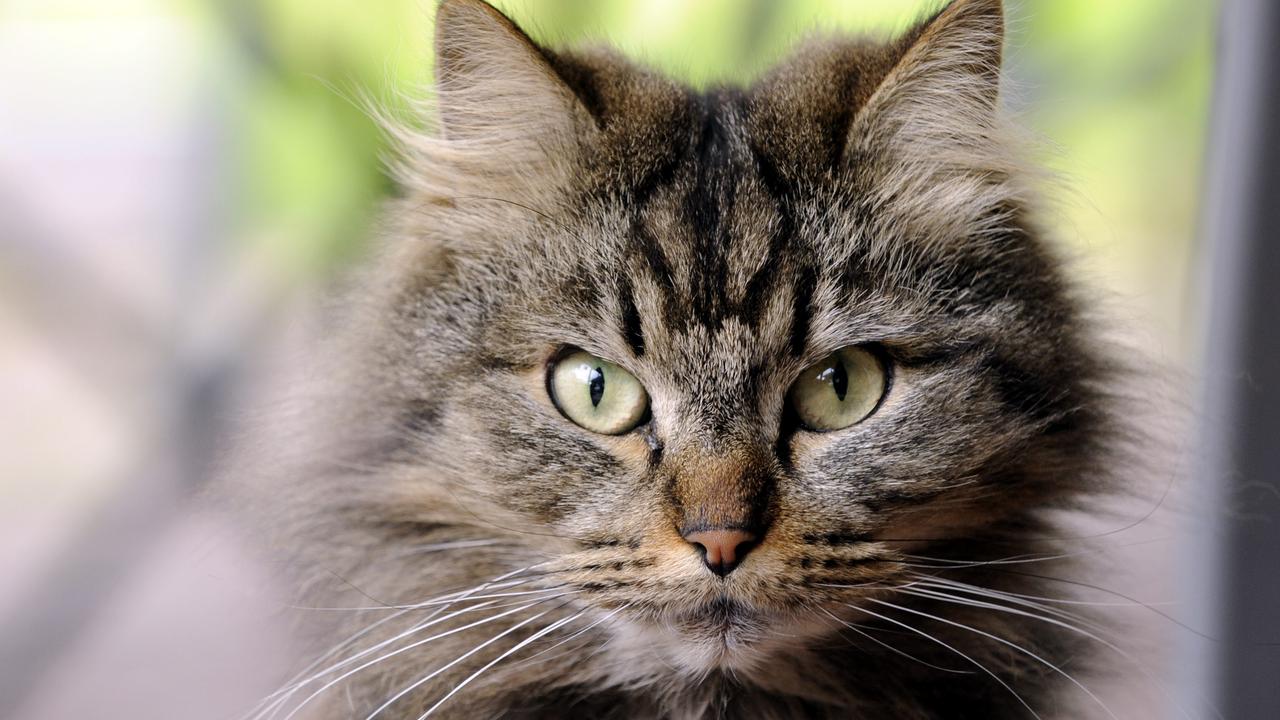 Strict new rule for Aussie cat owners