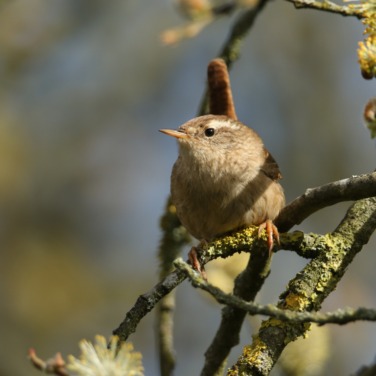 Wrens will flock to your garden if you add this type of bird box