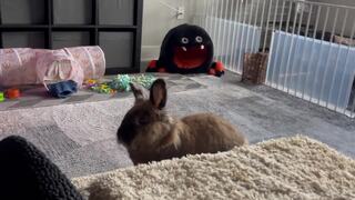 Rabbit dashes toward treats and bumps into camera