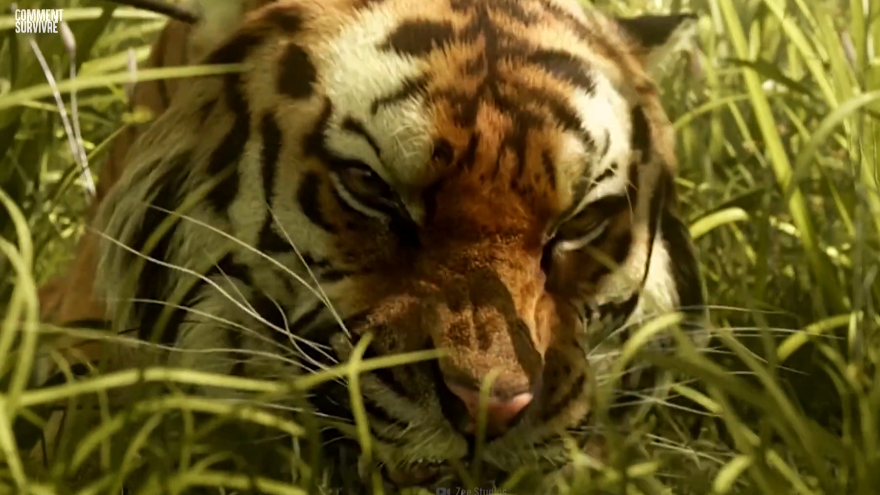 230 kg de muscles - le tigre qui tuait jusqu’à 250 personnes par an