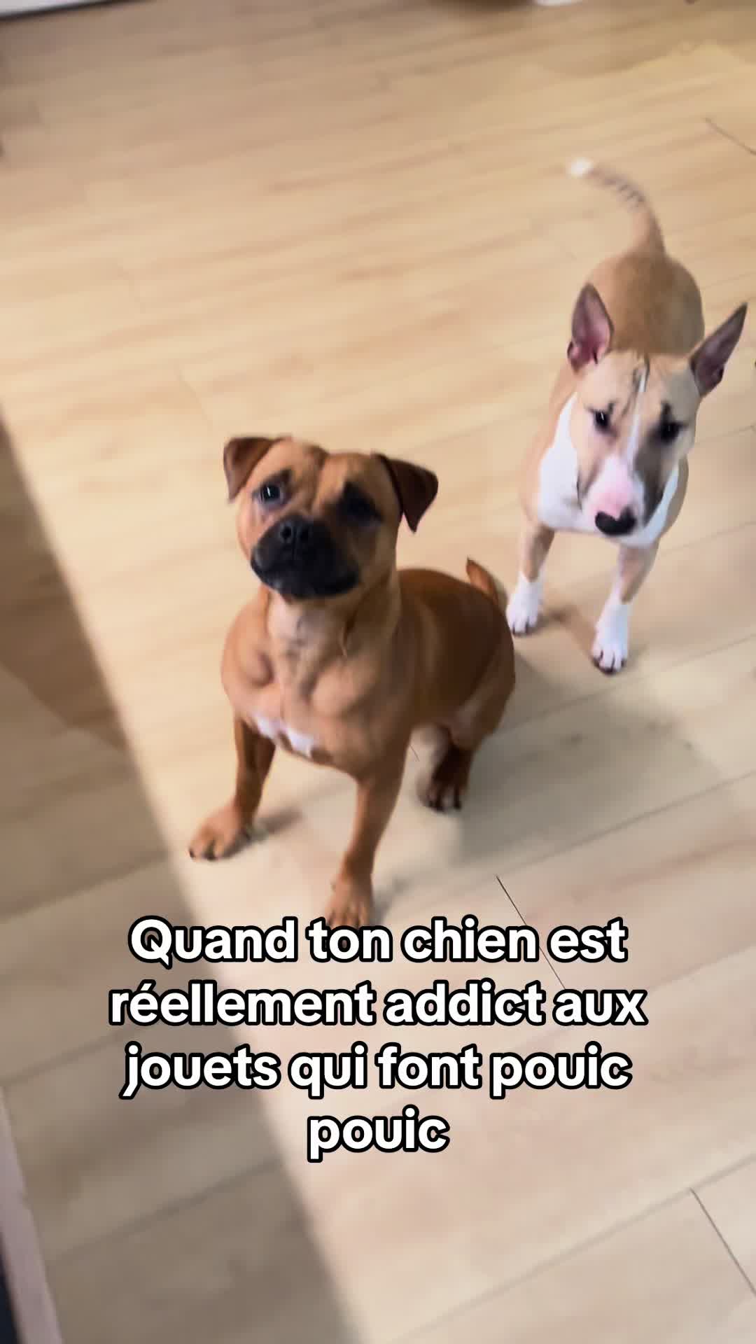 Ton chien fait ça ? réactions aux jouets