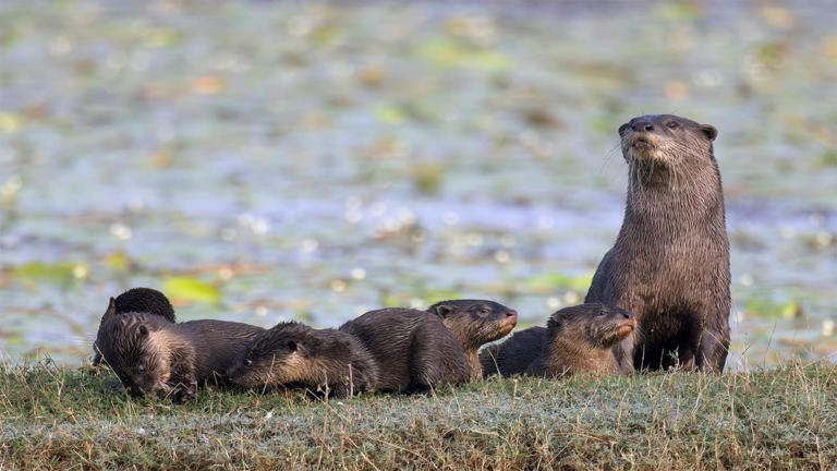 Rare smooth-coated otters spotted in Uttarakhand’s Nandhaur Sanctuary ...