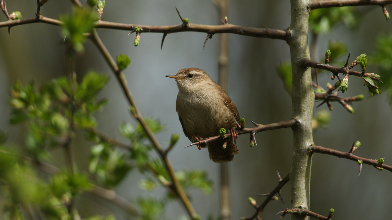 Wrens will flock to your garden if you add this type of bird box