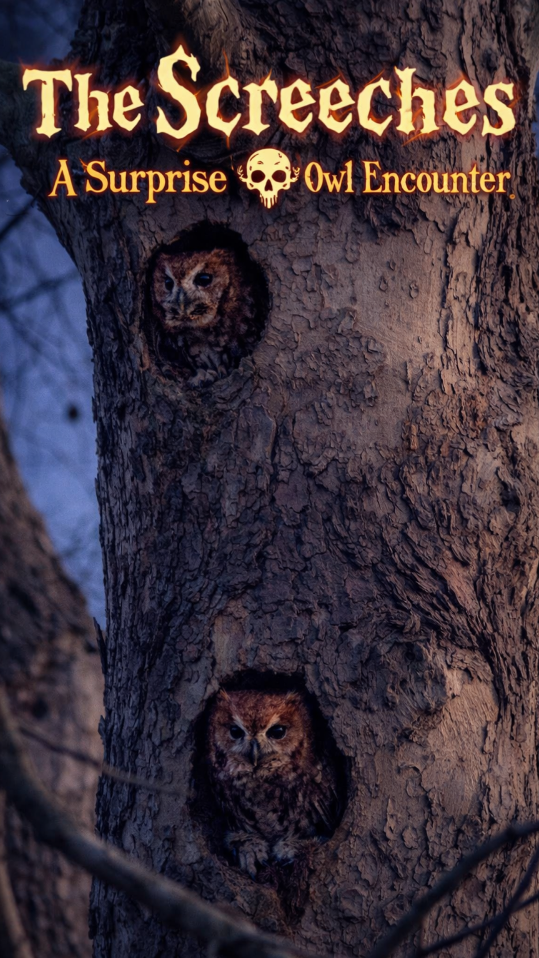 The screeches: A surprise owl encounter