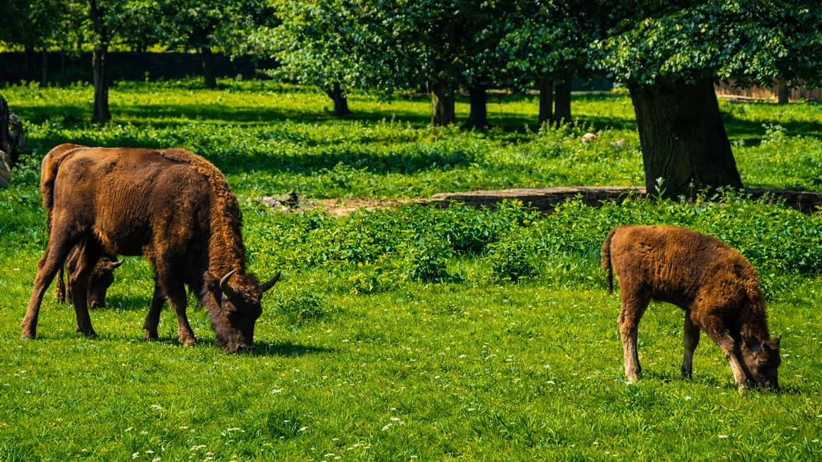 Bisontes pastando en un prado verde
