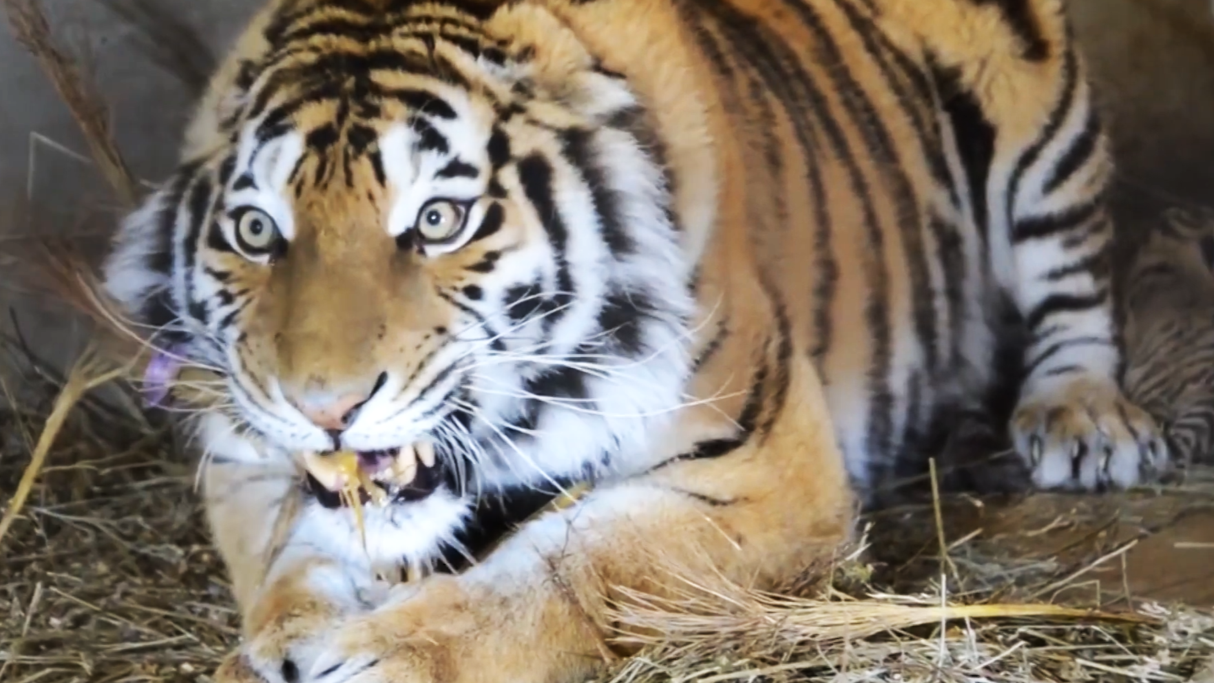 230 kg de muscles - le tigre qui pouvait vous tuer en quelques secondes