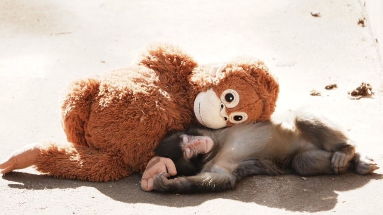 Why did Punch the Monkey's mother reject him? A look at the strange ...