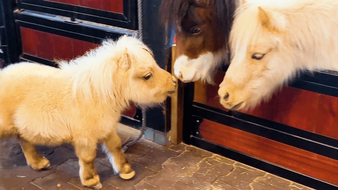 7-month-old mini horse rescued from auction - now he’s a flying marshmallow