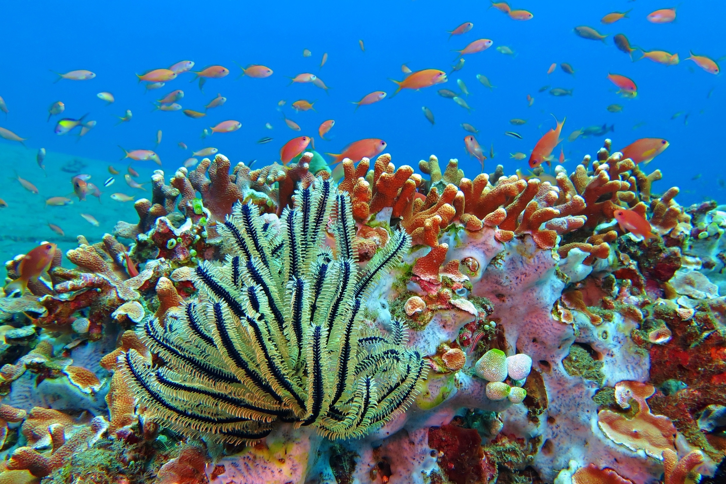 20 iconic scuba and snorkeling destinations worldwide