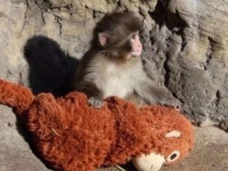 Who is 'Punch, the monkey' and why is everyone crying over him like it ...