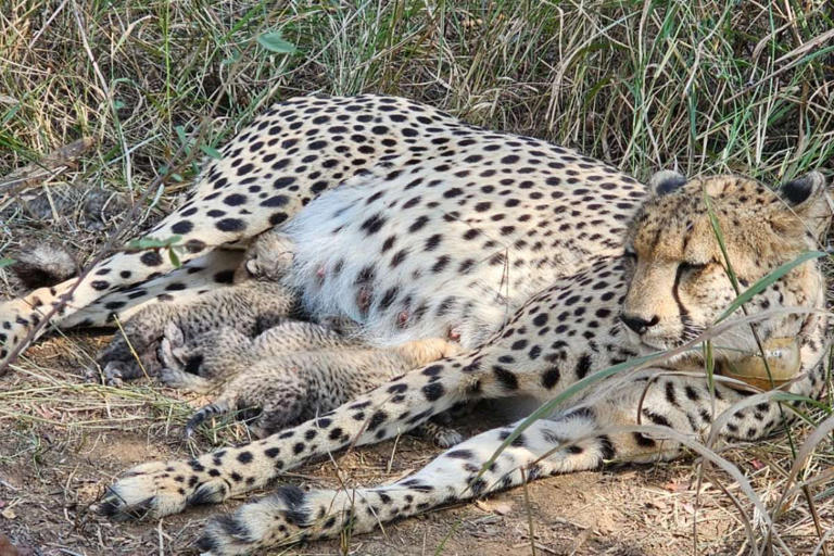 South African cheetah gives birth to cubs in Indian national park