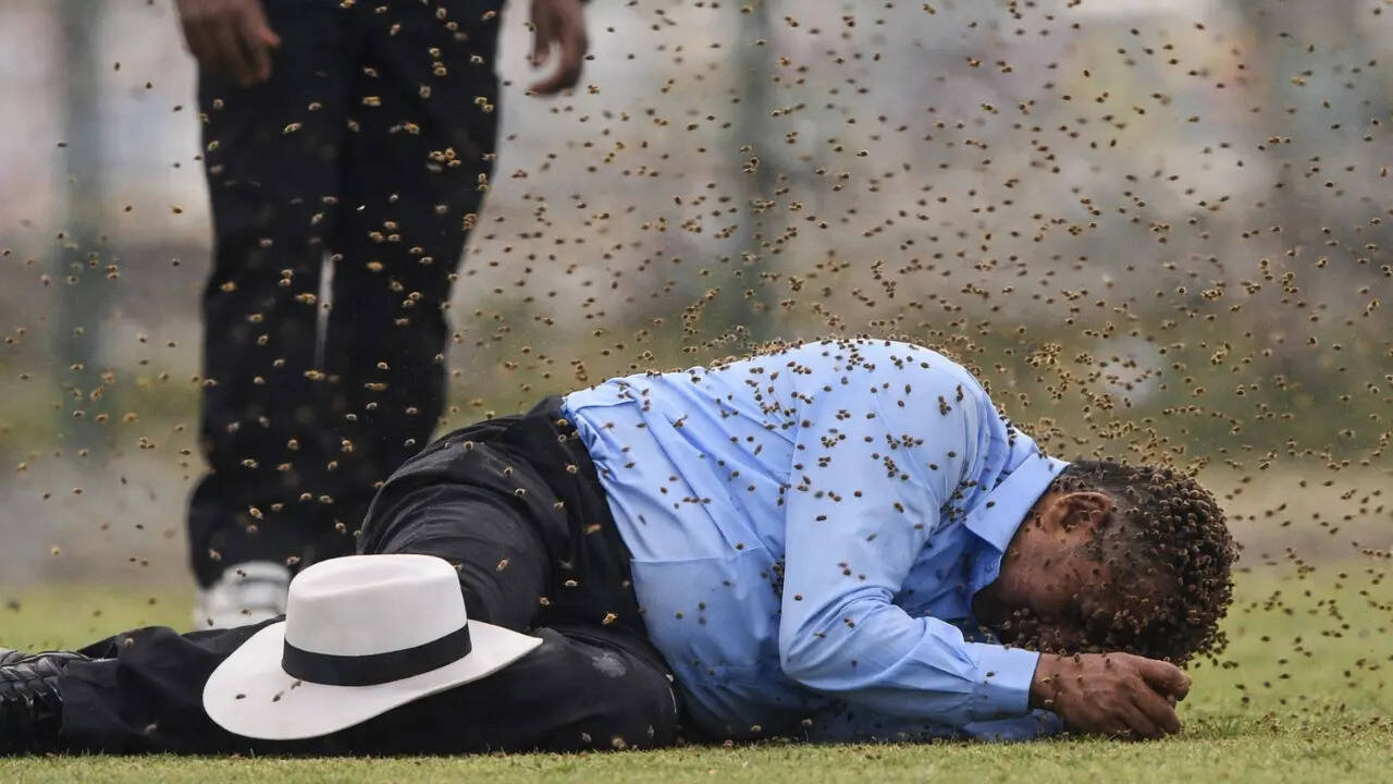 Cricket match ends in tragedy, umpire dies after bee swarm attack