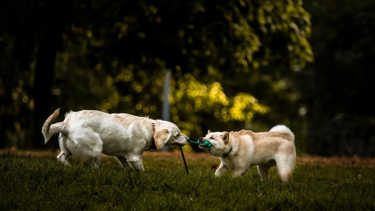 Step-by-step guide to safely breaking up a dog fight