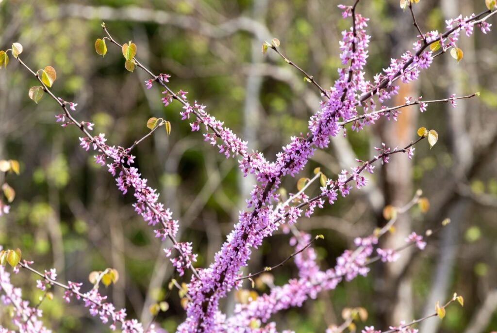 Top 10 small flowering trees for your yard