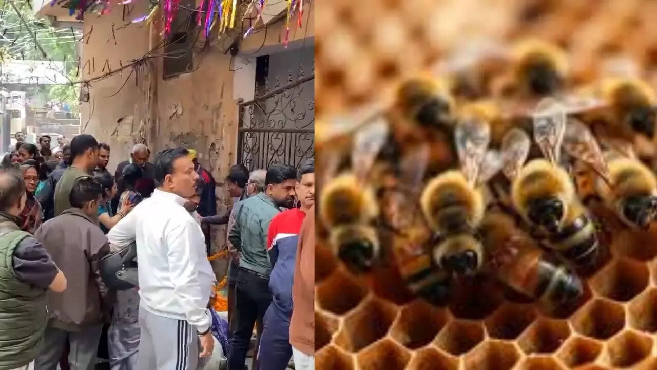 10 minutes of chaos: 65-year-old umpire dies in bee attack during ...