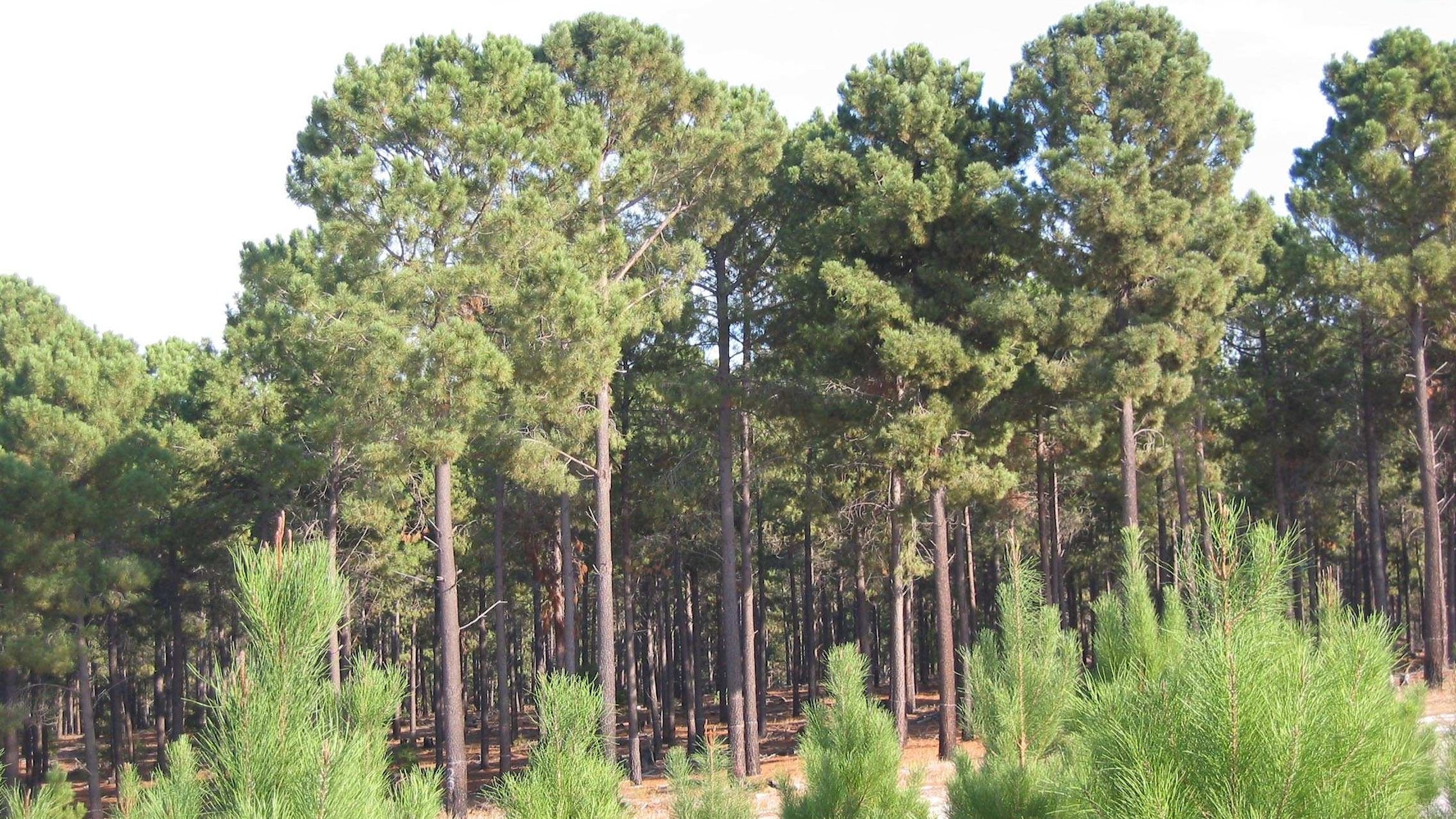 WA treasury takes rates from forestry plantations, leaving regional WA ...