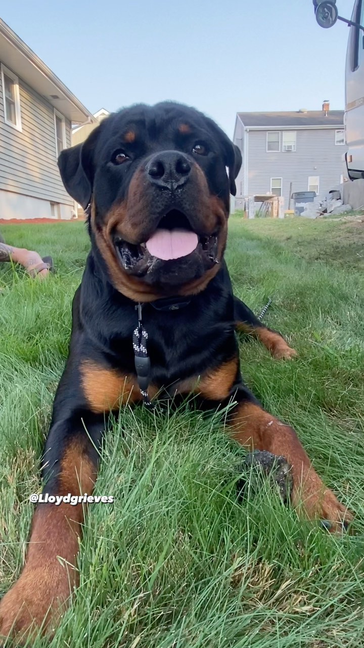 This is the most photogenic dog ever