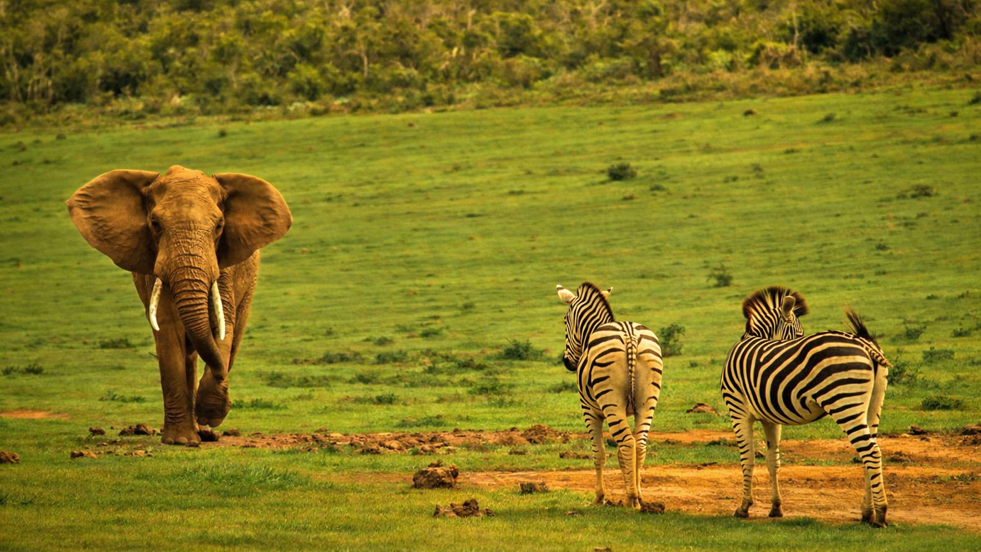 Addo Elephant National Park safari experience
