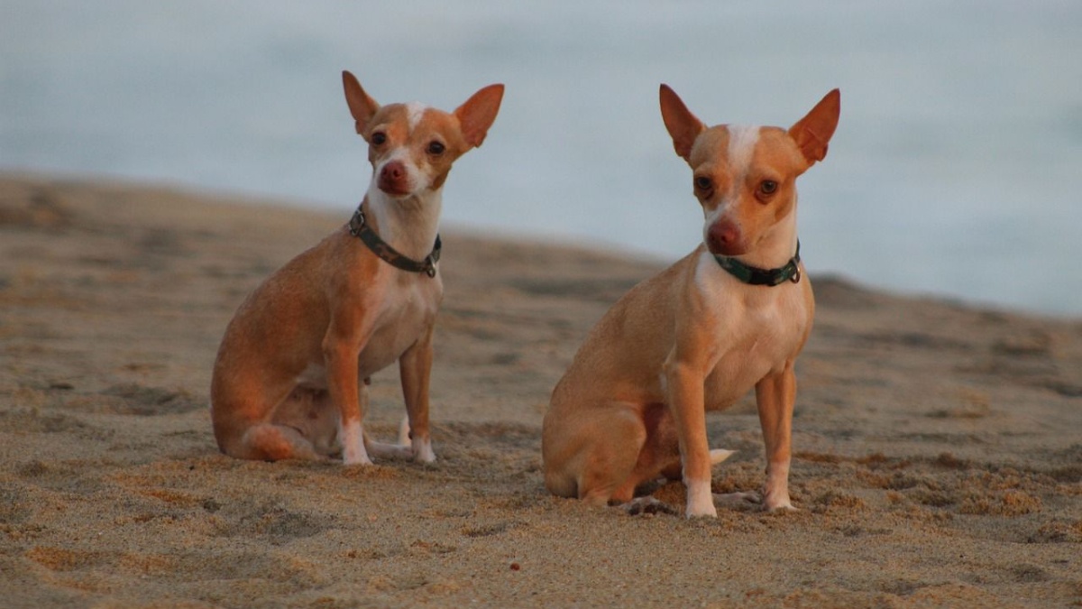 Positive points of choosing a small dog breed for your home
