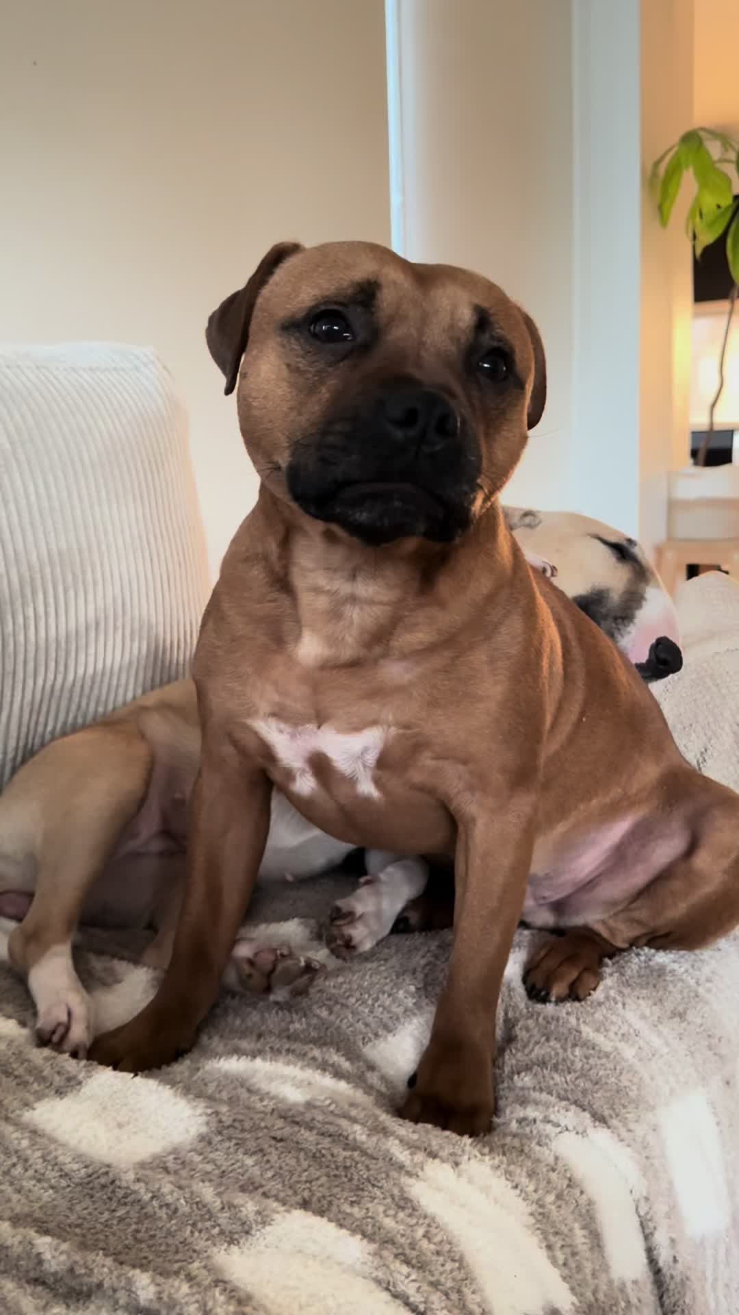 Calme absolu : compilation de chiens relax