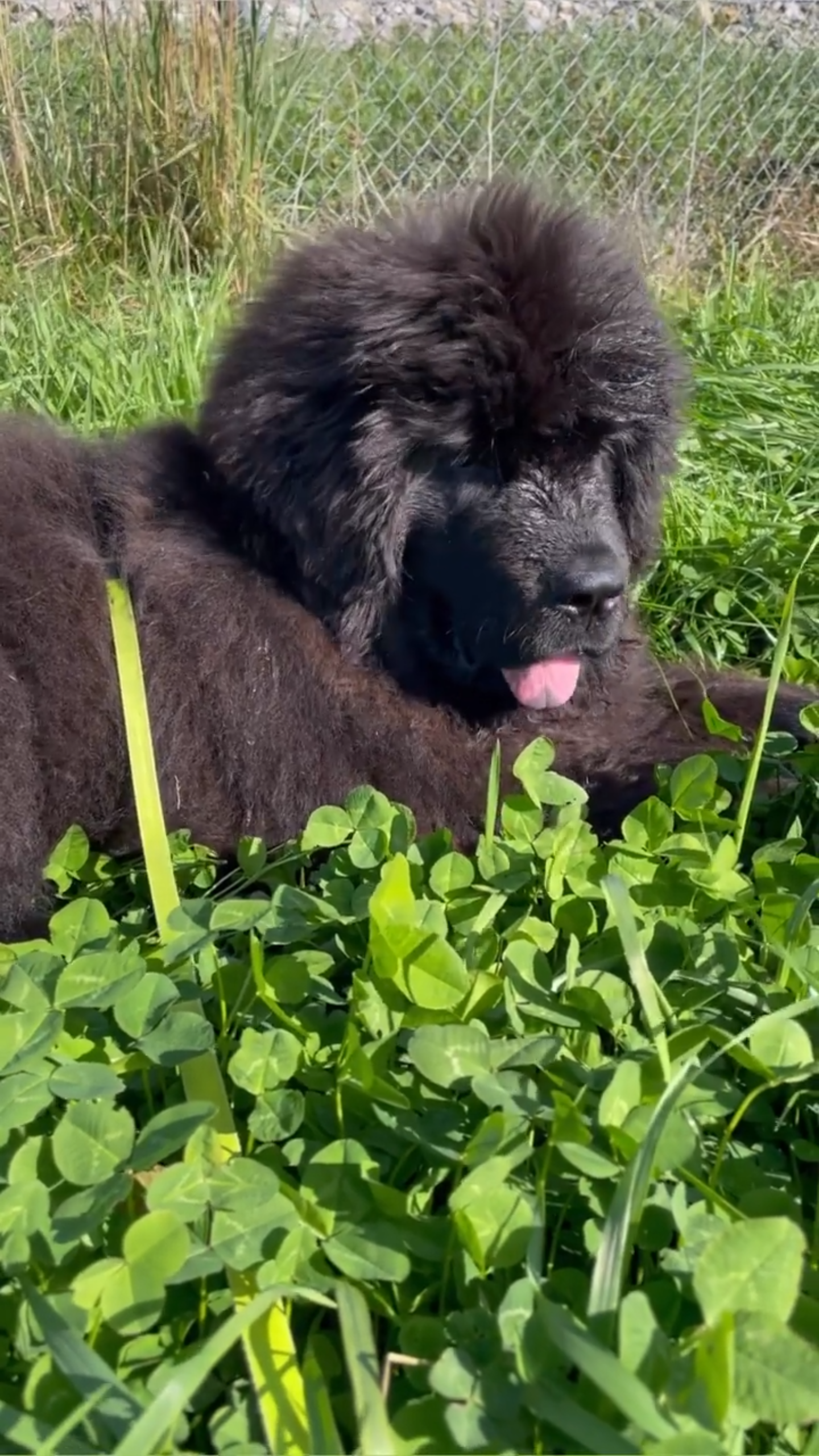 Meet Albert: A dog with the same hair and tongue as his twin