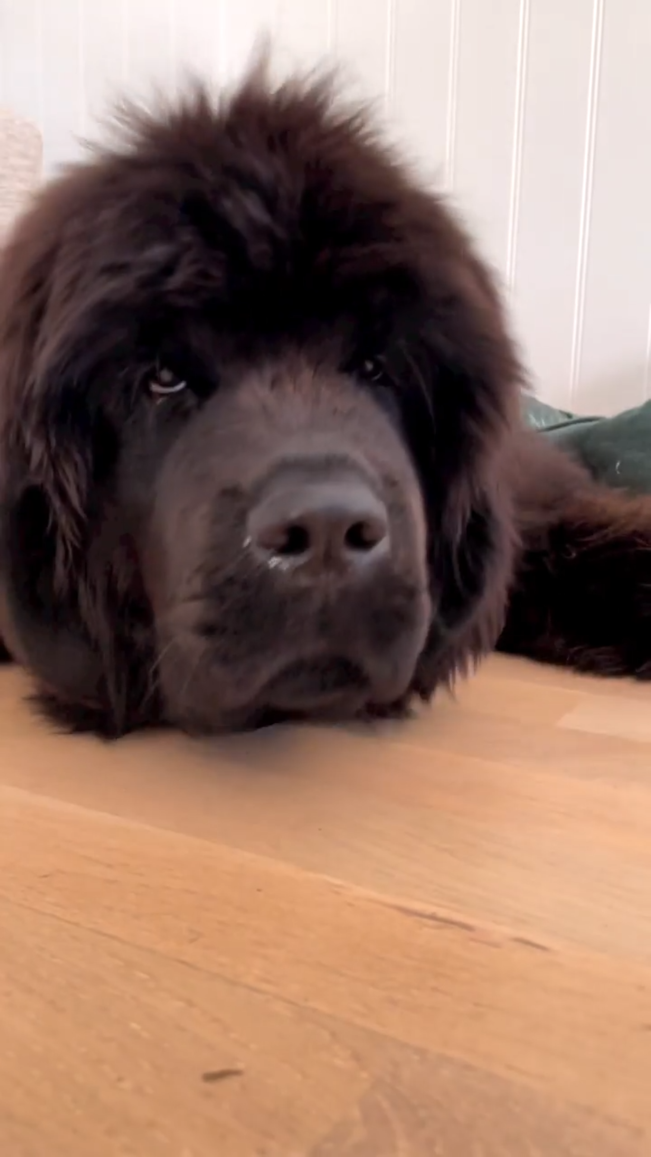Watch this slippery dog take on Norway’s snowy adventures