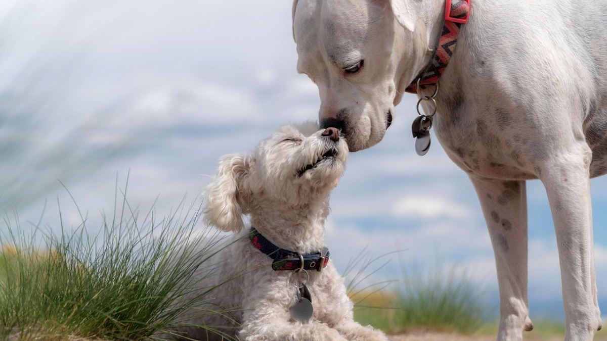 Uncommon attitudes dogs show when they sense the end of life approaching
