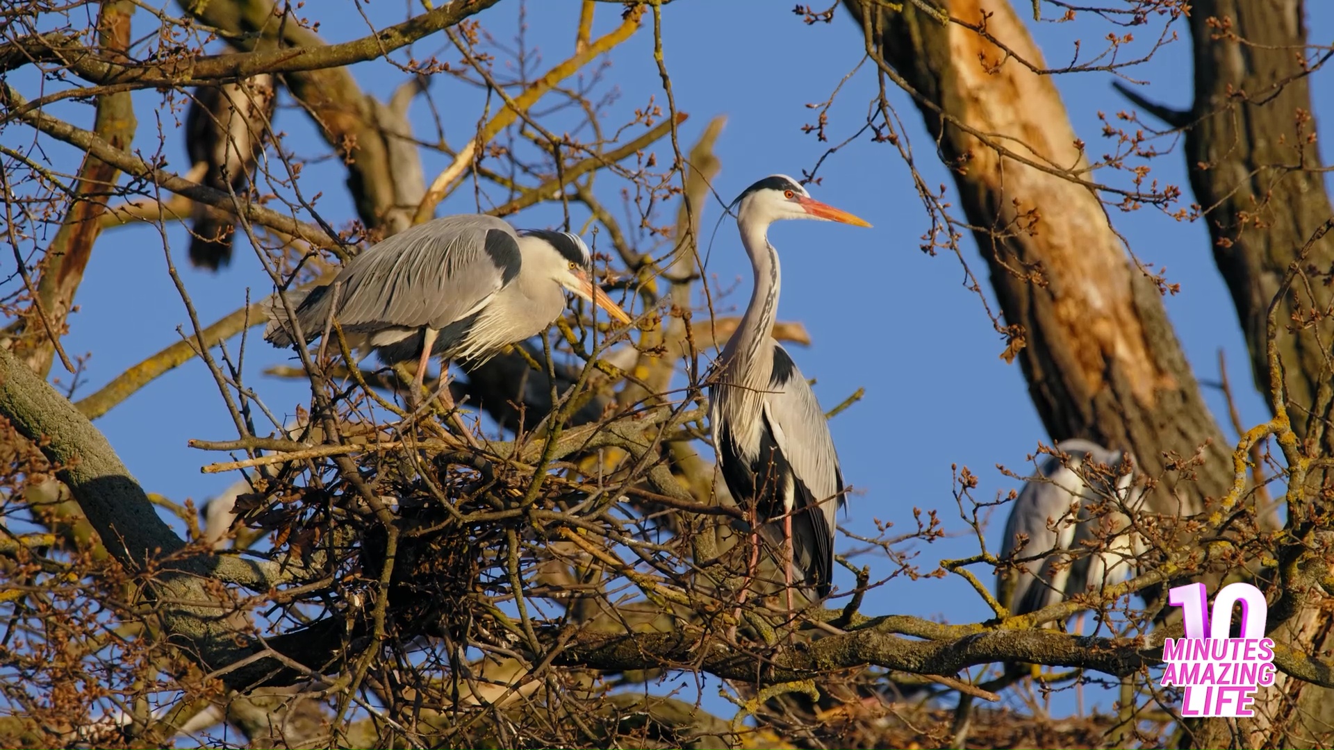 I filmed grey herons guarding their nest together