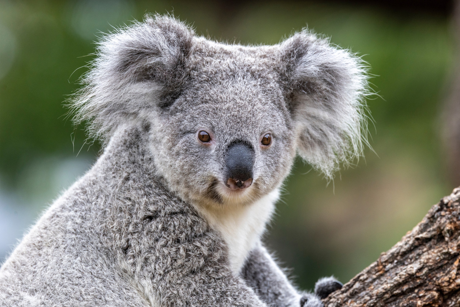 Animals that wouldn't have survived on Noah's Ark