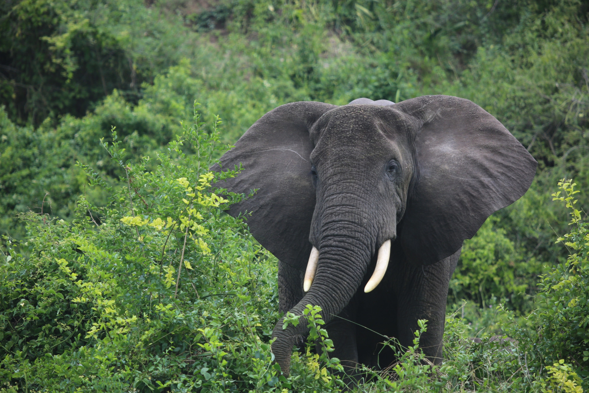 Listen up! Wildlife with the biggest ears