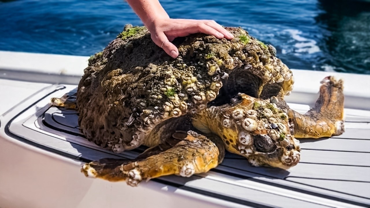 She was covered with 100s of barnacles and barely swimming - but her ...
