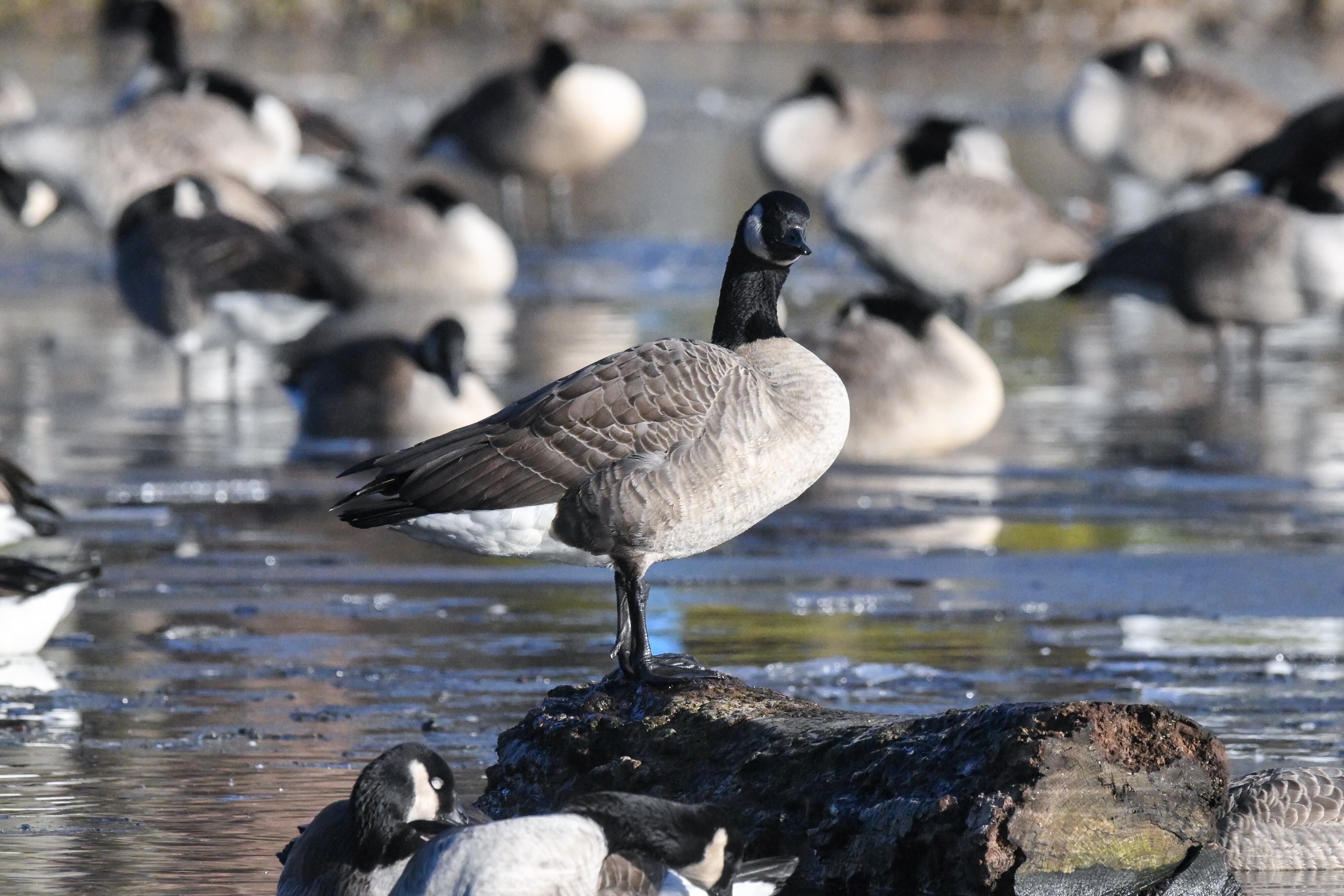 Are there dead geese in your neighborhood? Where mass casualties have ...