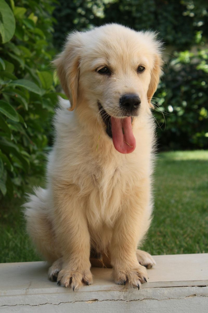 18 dog breeds that stay devoted even when you change your daily routine