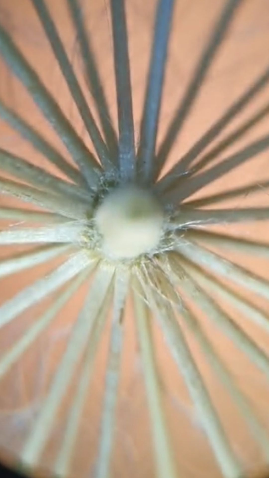 Inside a dandelion at the cellular level