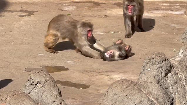 Punch the Monkey beaten in enclosure by older monkeys