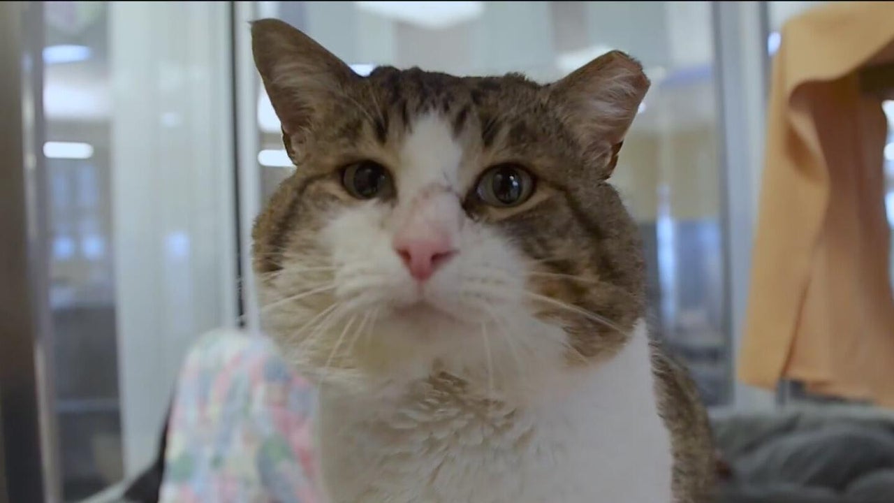 Furry Friday: Meet Po the cat