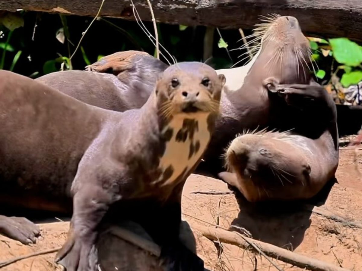 Ariranhas trocam carícias e vídeo fofo conquista os internautas