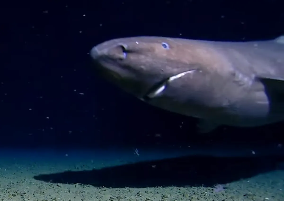C’est le tout premier requin jamais filmé dans les eaux de l ...