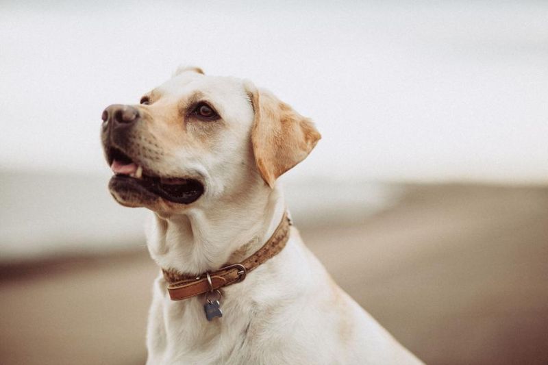 18 dog breeds that stay devoted even when you change your daily routine