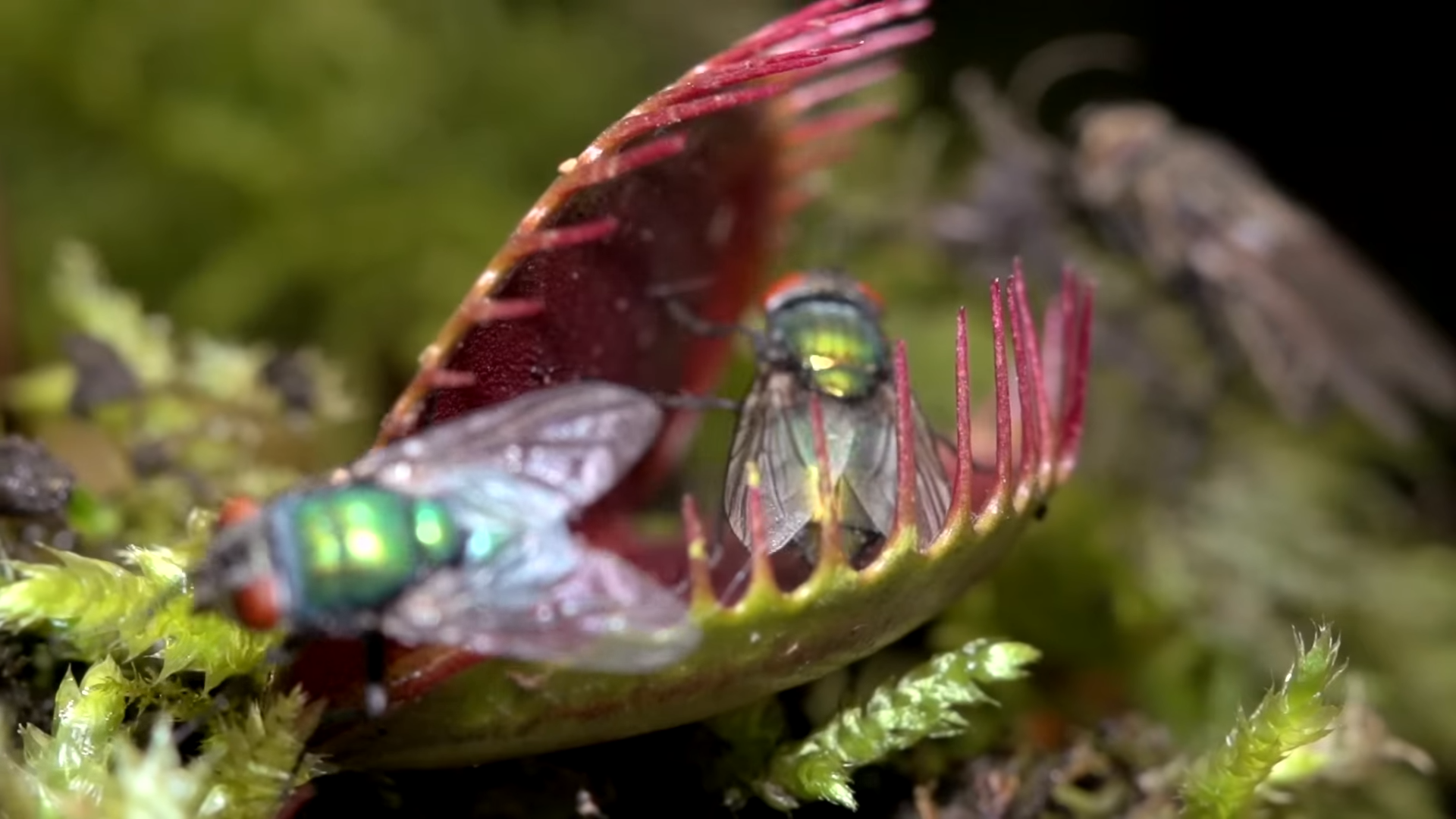 When this plant closes... something is dying inside