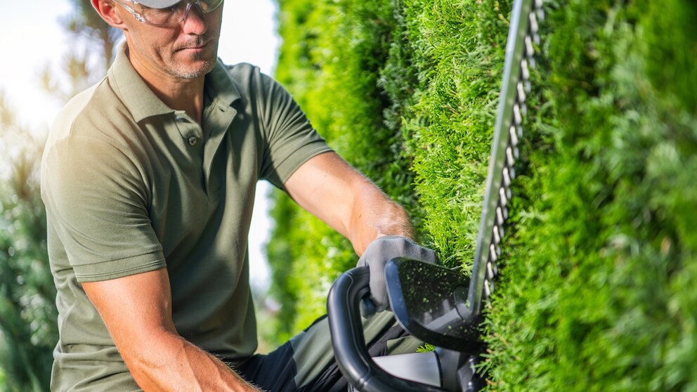 Wunderschãƒâne Wann Darf Man Eine Hecke Schneiden Bild
